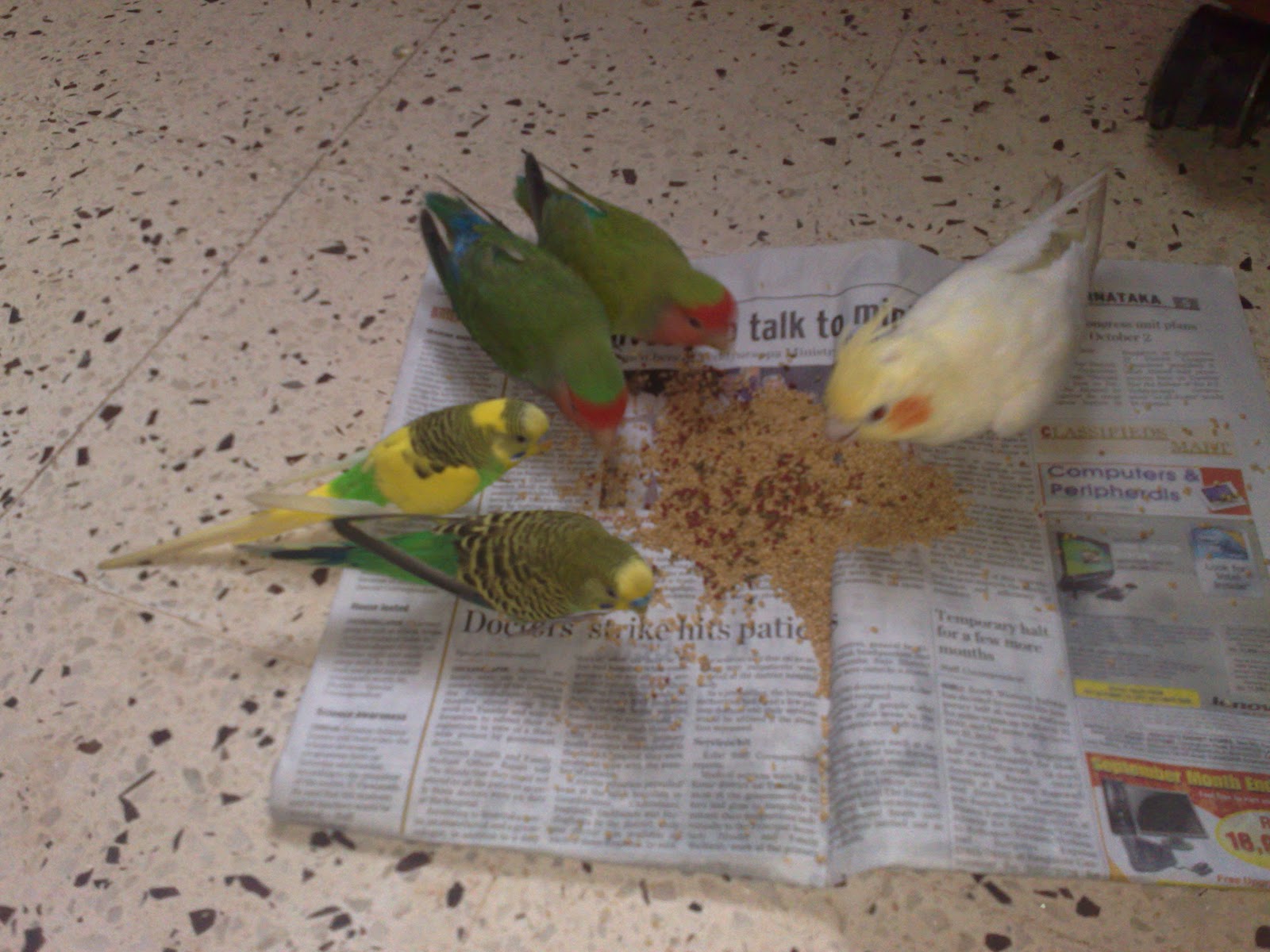 Experienced Pet Birds Owner Bangalore India experienced-pet-birds-owner-bangalore-india