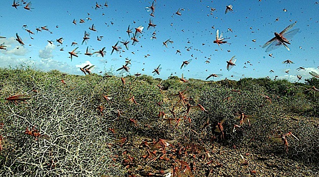East Jerusalem Historicizing The Ten Plagues Hail Locusts Darkness And Mass Death east-jerusalem-historicizing-the-ten-plagues-hail-locusts-darkness-and-mass-death