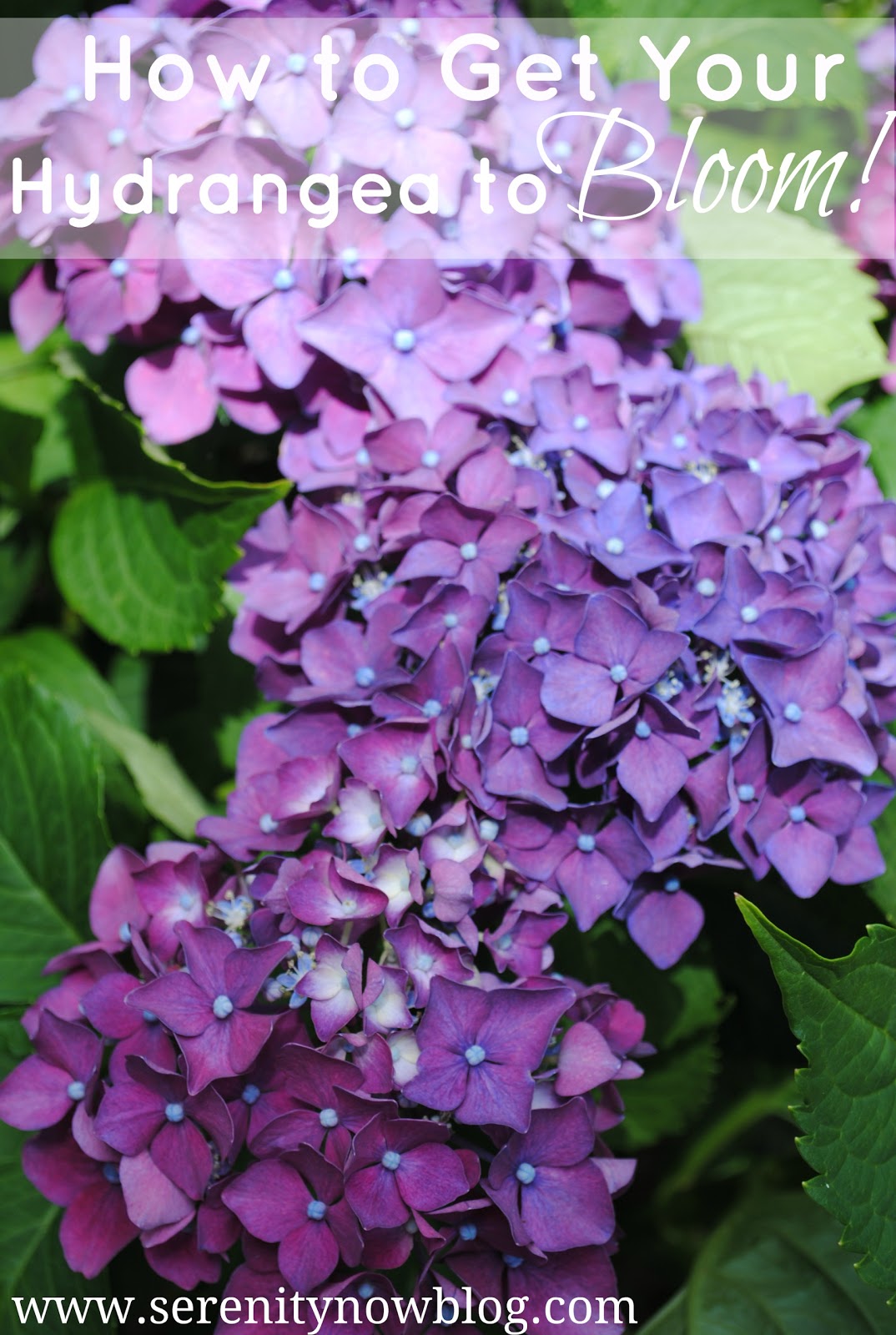 Hydrangea Bush In Flower Bed hydrangea-bush-in-flower-bed