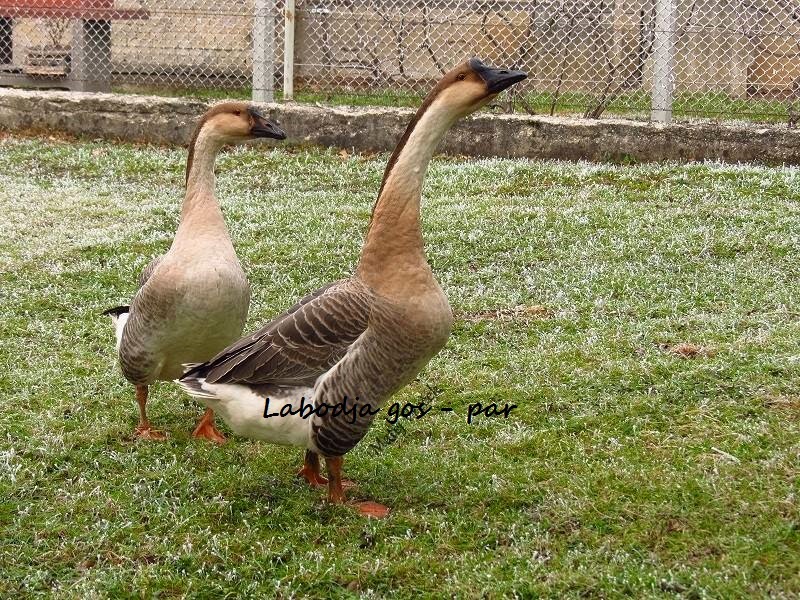 Sussex kokoši, Australorp kokoši, Chabo kokoši: LABODJA GOS
