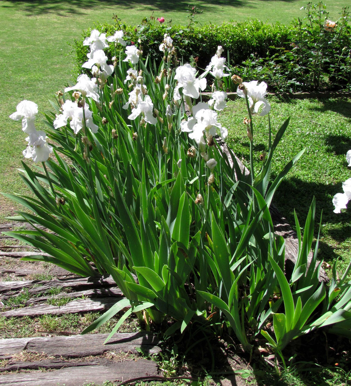 En el jardin: Iris o lirios, todos espectaculares.