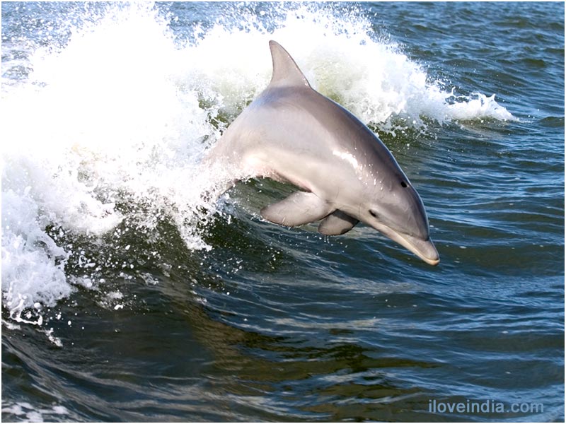 The NARK News 10 Interesting Facts About DOLPHINS the-nark-news-10-interesting-facts-about-dolphins