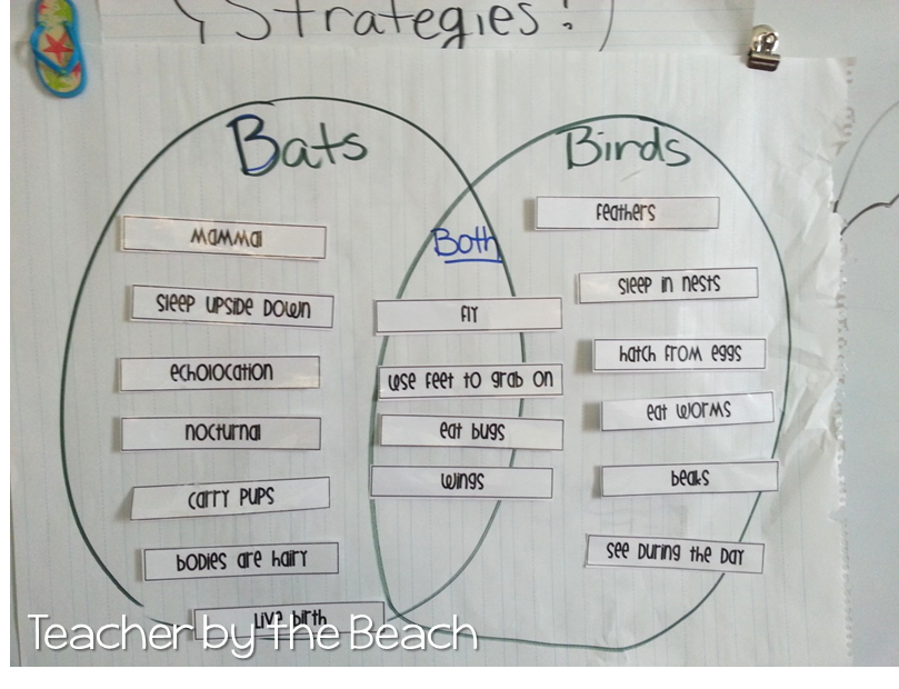 Planning for Bat Week - Teacher by the Beach