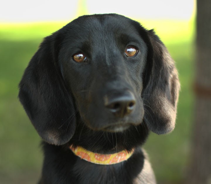 All Black Beagle ~ FUROSEMIDE