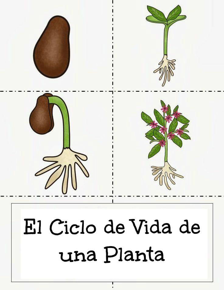 RECURSOS PARA EDUCACIÓN INFANTIL: Plantas: Ciclo Vital | Ciclos de vida ...