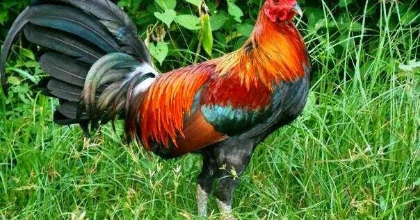 McLean Hatch ~ Rooster Village