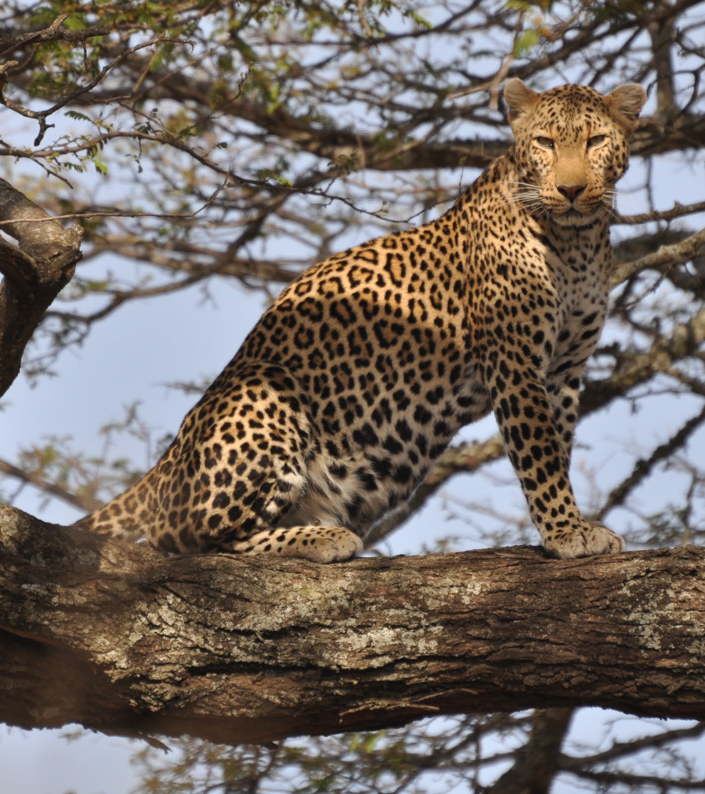 Animal of the day!: Leopard Animal of the day!: Leopard