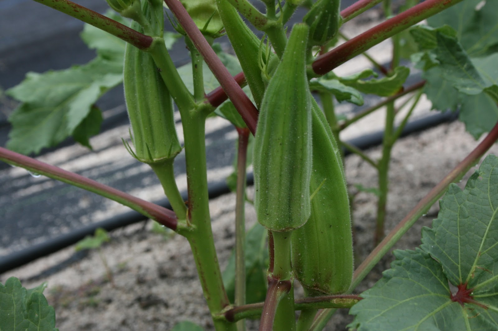Management Of Root knot Nematode Meloidogyne Spp On Okra management-of-root-knot-nematode-meloidogyne-spp-on-okra