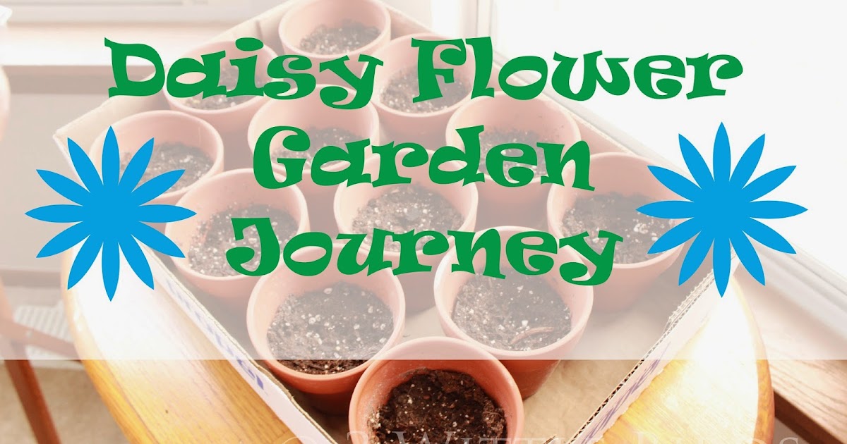 3 Wittle Birds: Daisy Flower Garden Journey: Session 1