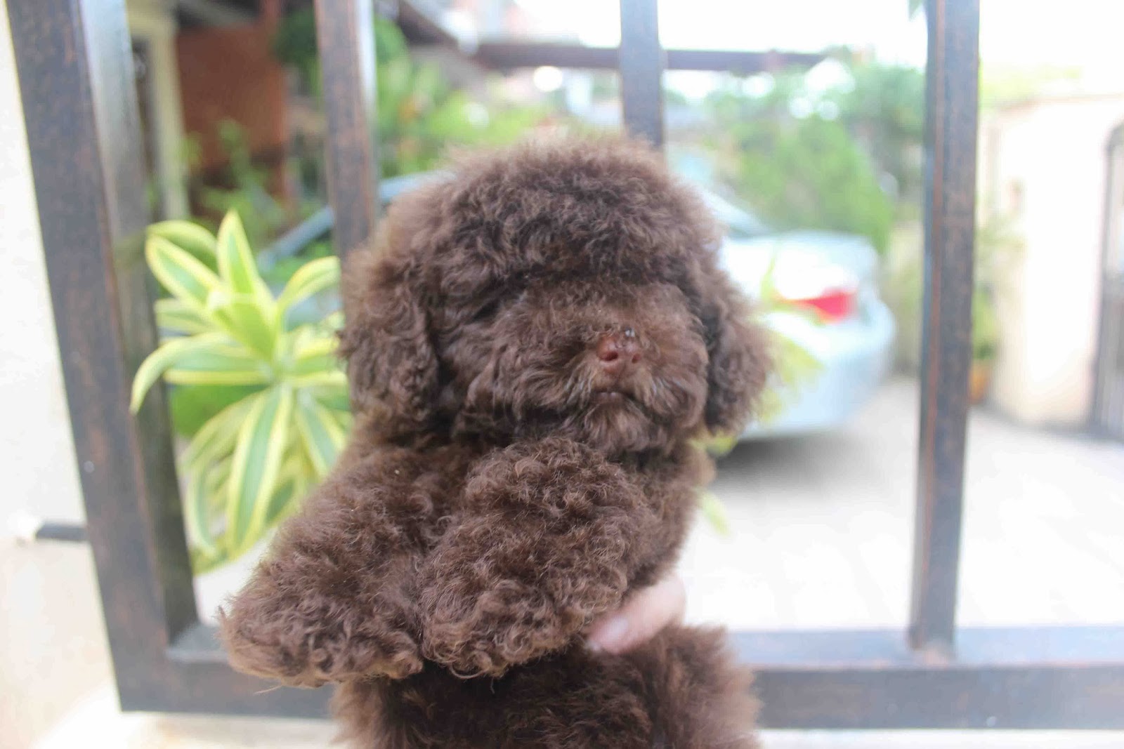 micro chocolate poodles