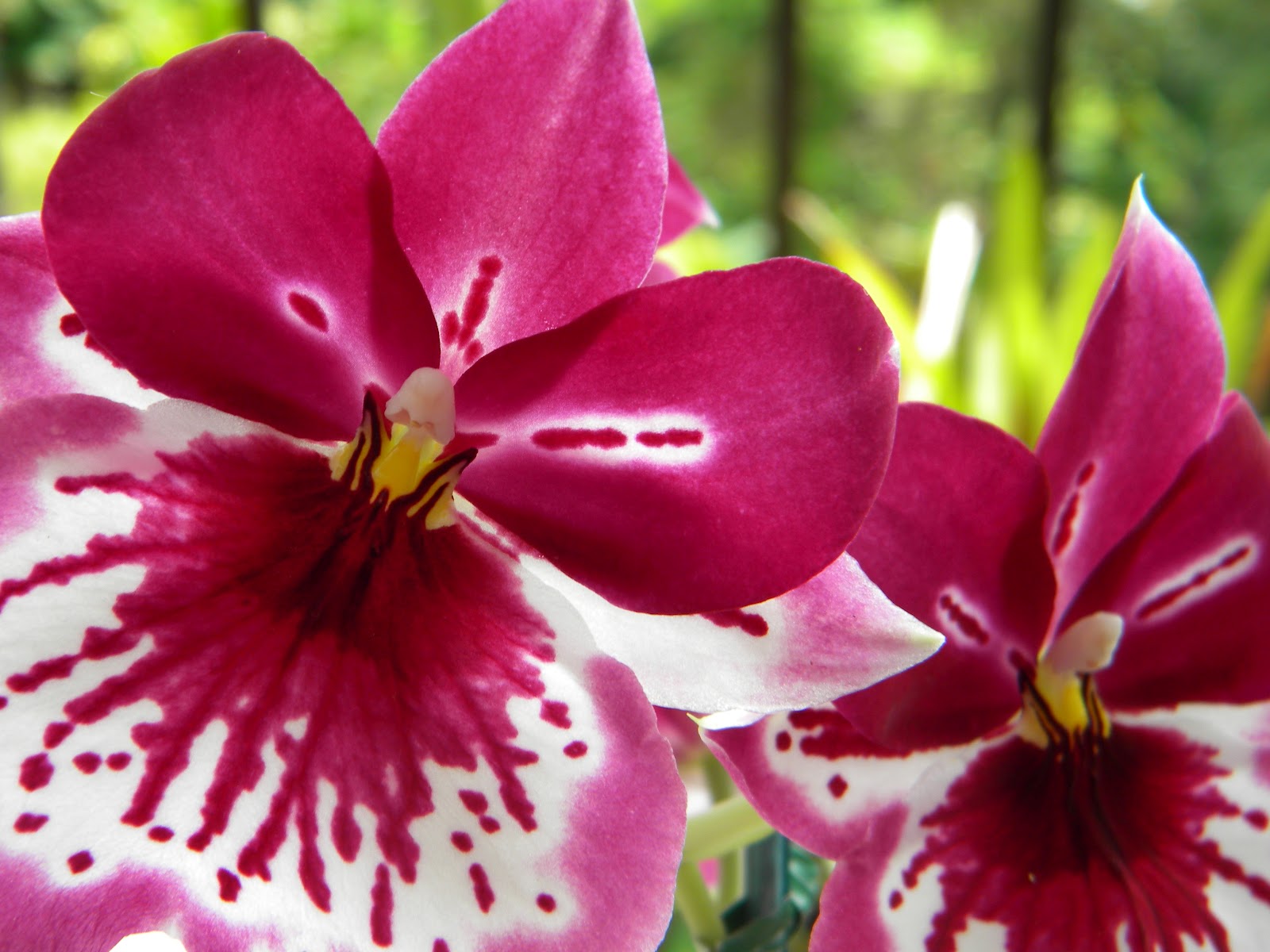All Hawaii News: Hawaii orchid show highlights the best, education ... All Hawaii News: Hawaii orchid show highlights the best, education ...