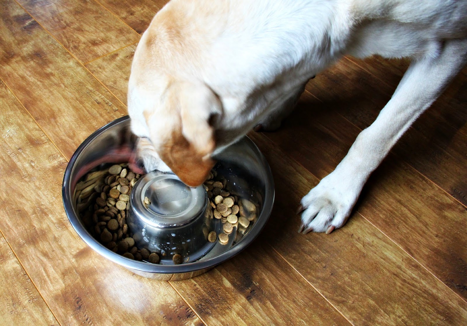 No Ordinary Sparrow DIY Slow Feeder Dog Dish no-ordinary-sparrow-diy-slow-feeder-dog-dish