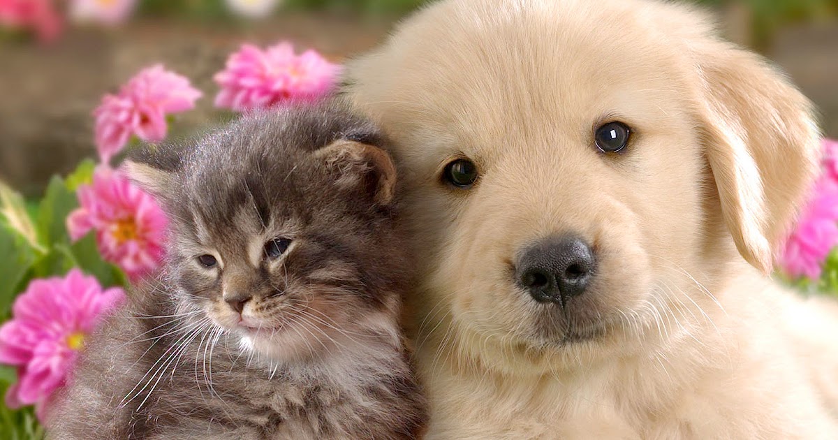 LOS ANIMALES DOMESTICOS: Animales Domésticos