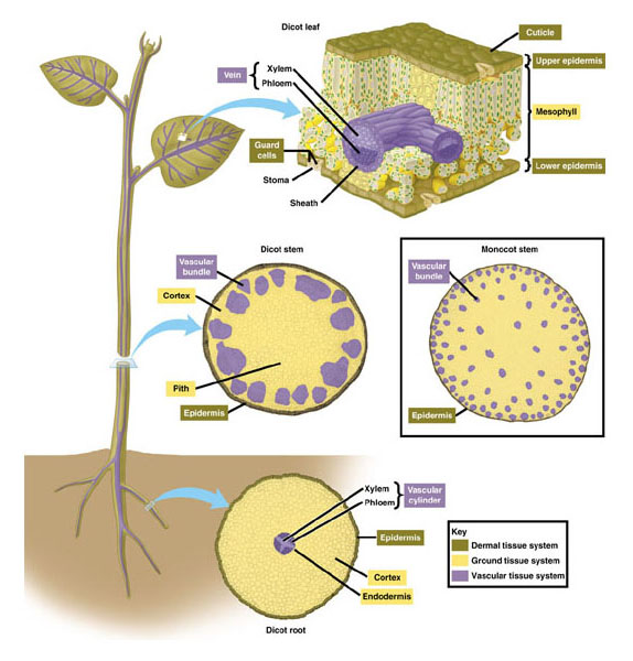 c Biology Plant Tissue c-biology-plant-tissue