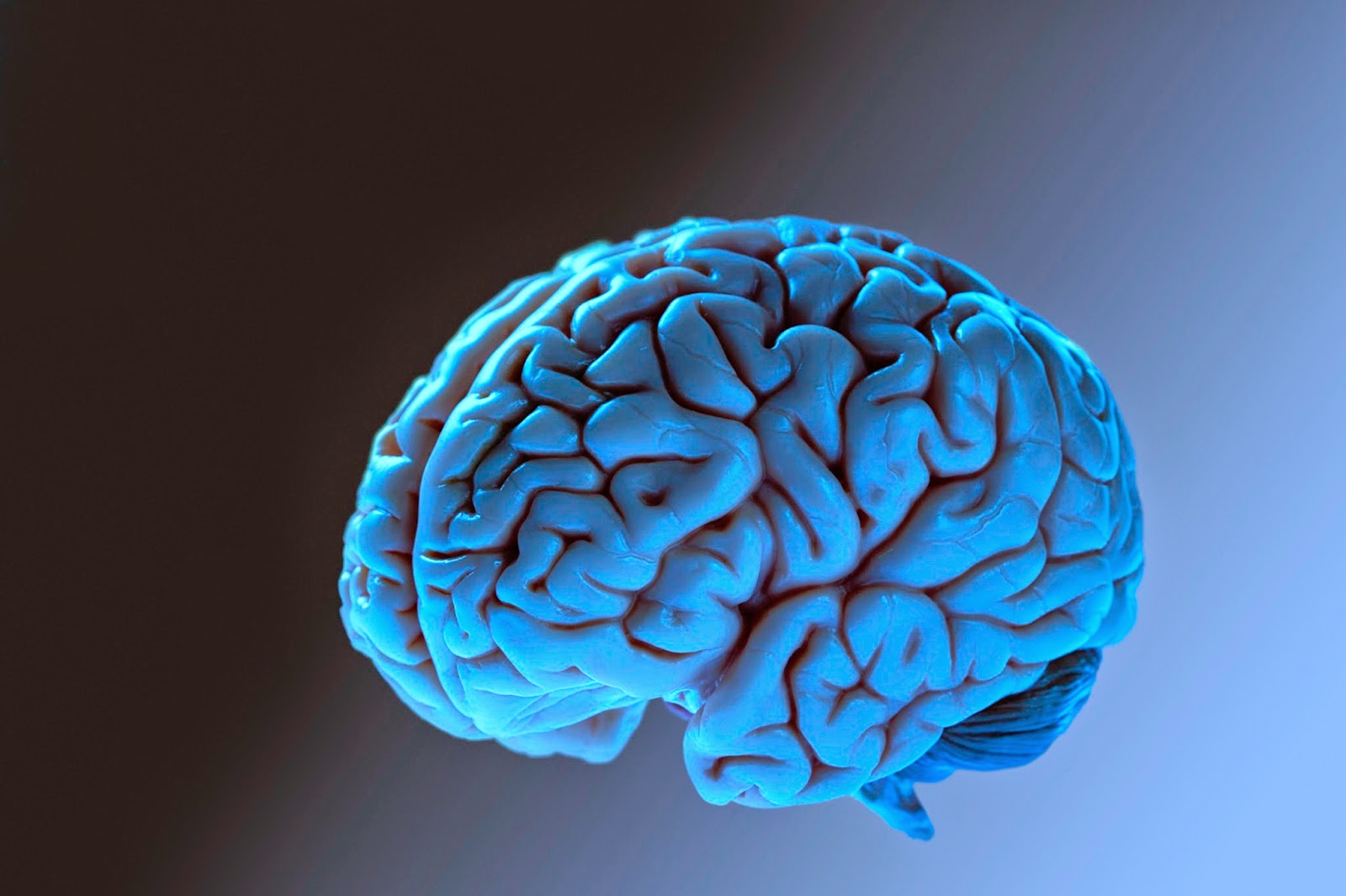 Realtà o Fantasia ?!: Quanto utilizziamo il nostro cervello? Realtà o Fantasia ?!: Quanto utilizziamo il nostro cervello?