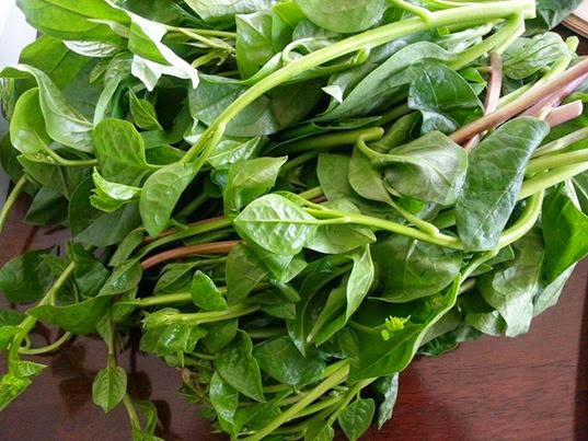 Welcome To My Nook Alugbati A Common Green Leafy Vegetable In The welcome-to-my-nook-alugbati-a-common-green-leafy-vegetable-in-the