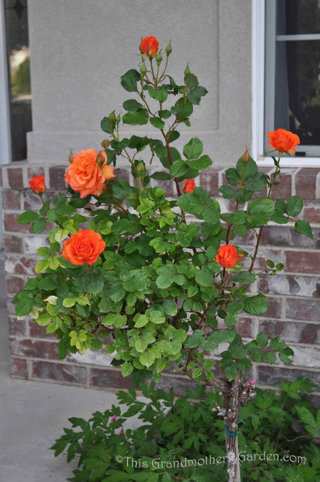 This Grandmother s Garden Oh My Heart this-grandmother-s-garden-oh-my-heart
