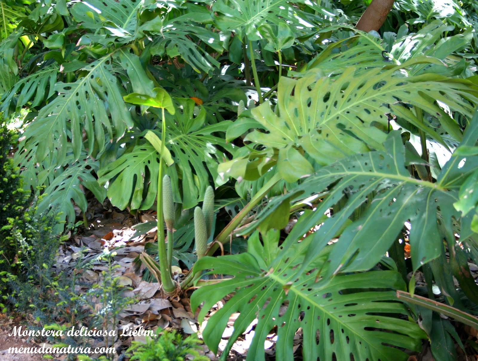 El Jardí de Menuda Natura: Monstera El Jardí de Menuda Natura: Monstera