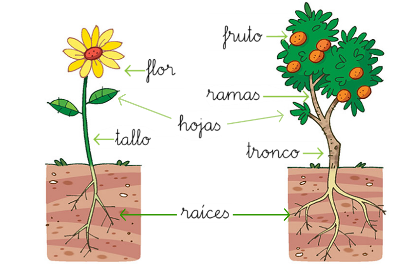 El rincón del huerto: Las plantas y sus partes