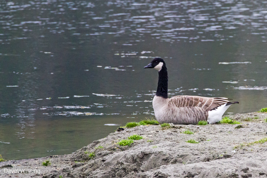 Lesser Canada Goose lesser-canada-goose