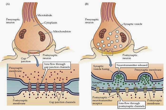 Physiologie de l'influx nerveux | Récap' IDE
