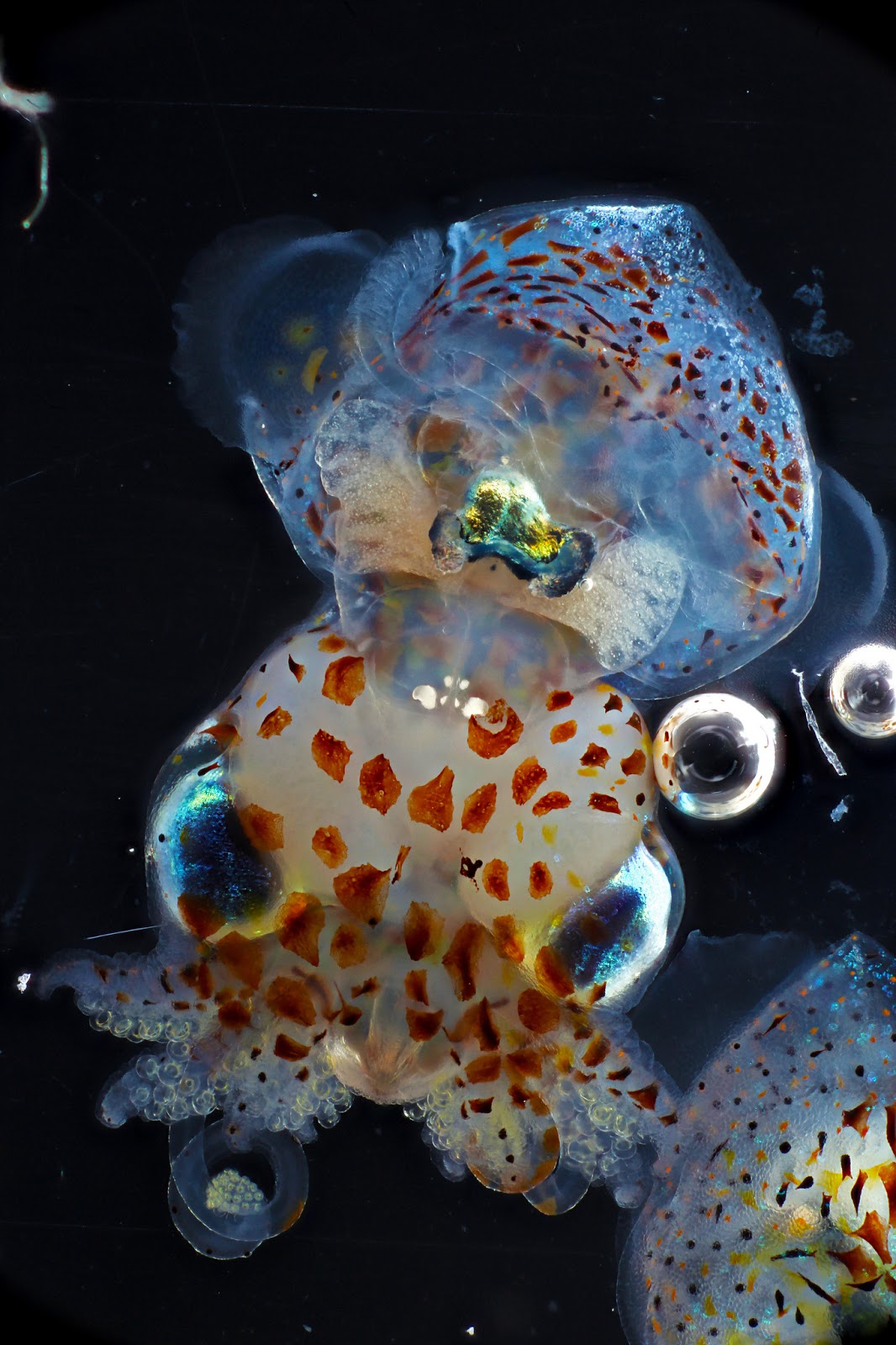 Real Monstrosities: Bobtail Squid