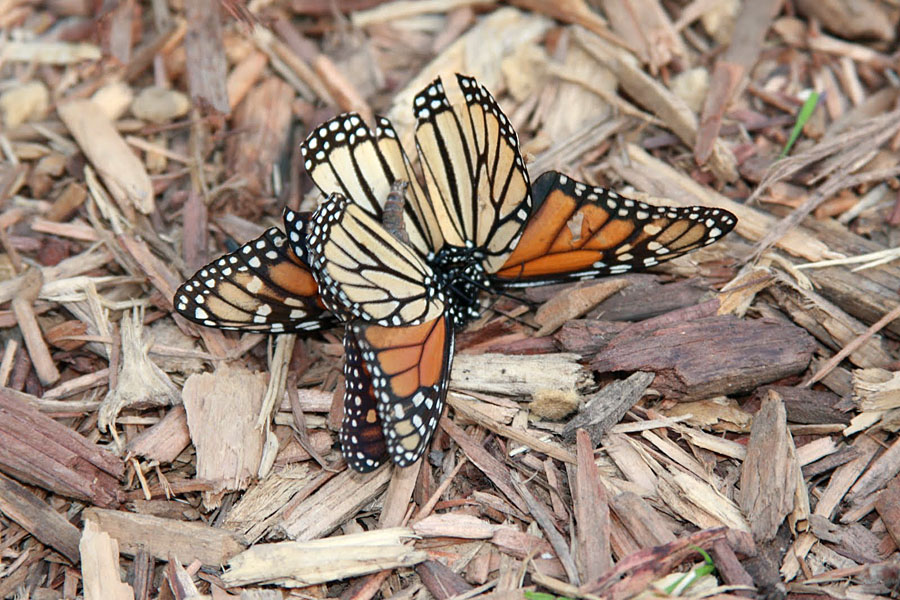 World Through My Eyes: Бабочка Монарх