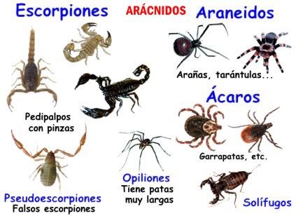 Proyeco Integrado Dedicado a los Insectos: Los Arácnidos