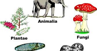 # 3: Five Kingdoms of living things | Biology Notes for IGCSE 2014 & 2022