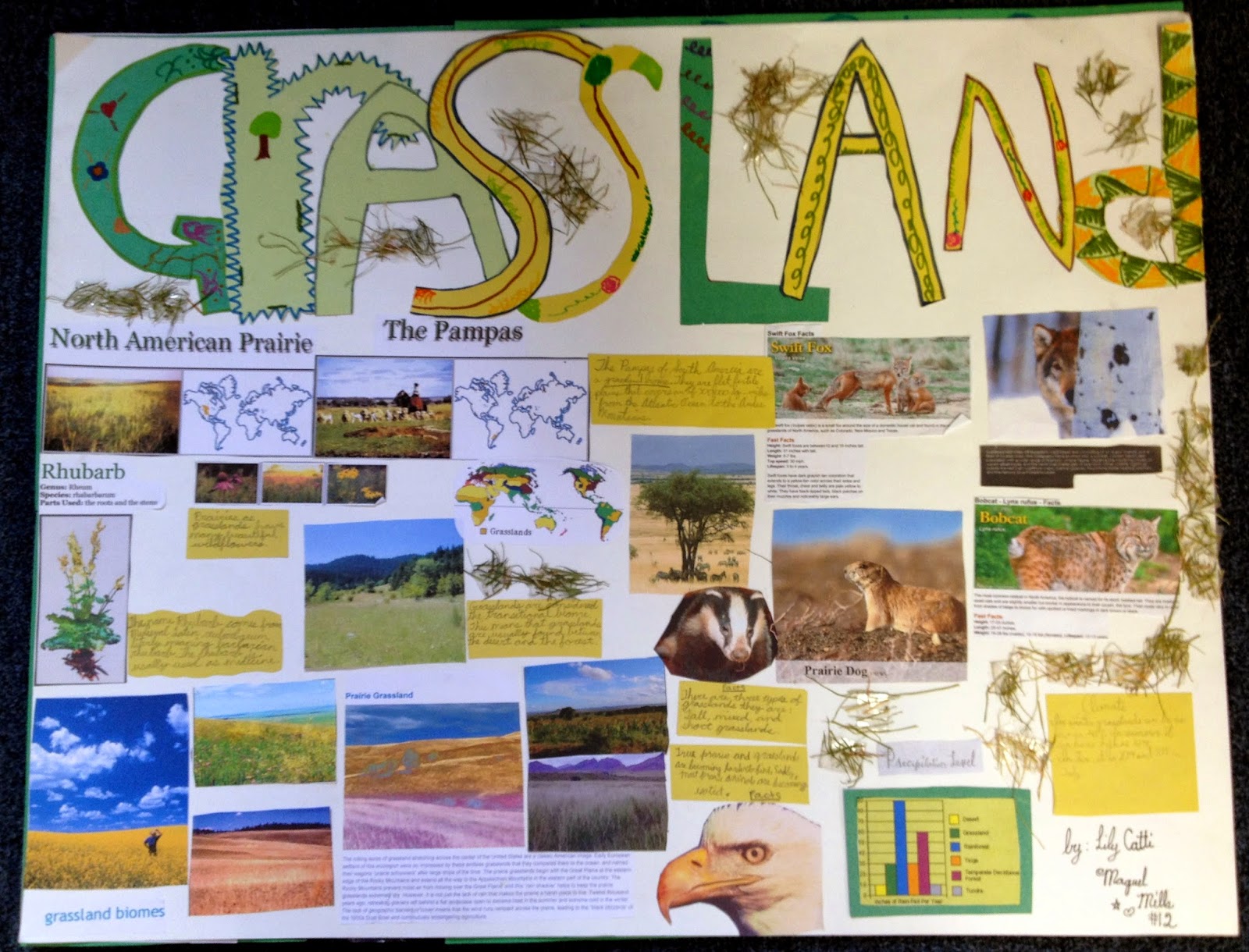 Let's Learn About BIOMES! - ~Joy in the Journey~