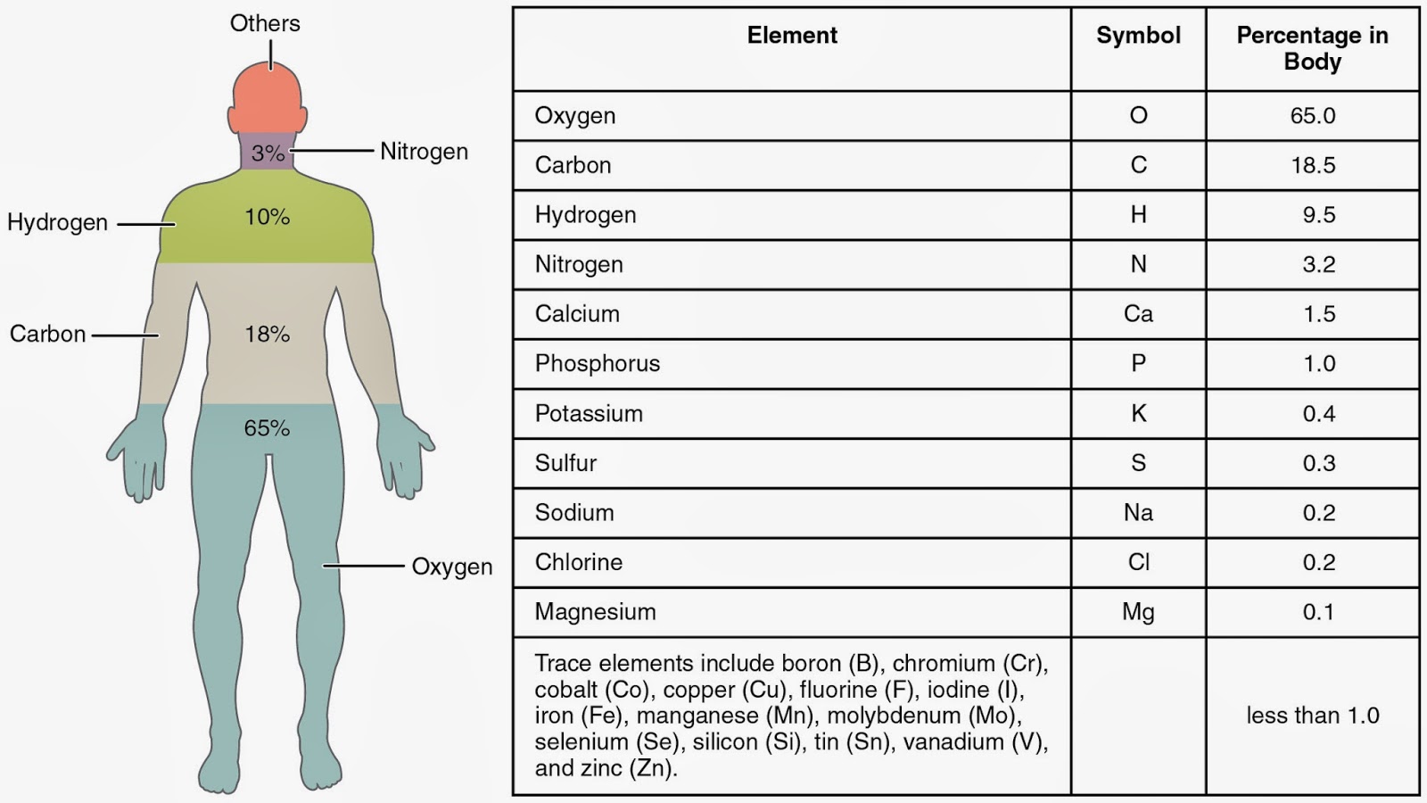 Science Doing Human Body And Theseus Paradox science-doing-human-body-and-theseus-paradox