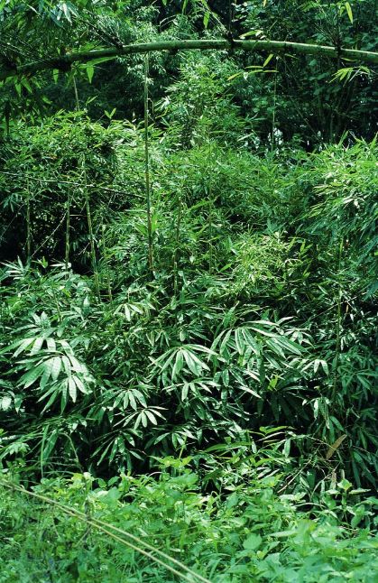 ARUNACHALA LAND Tree Species For Tamil Nadu arunachala-land-tree-species-for-tamil-nadu