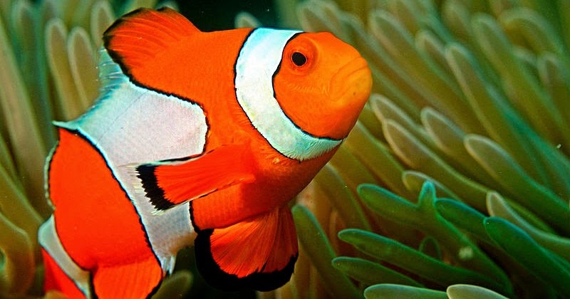 Interesting Facts About Clownfish interesting-facts-about-clownfish