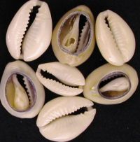 El Poderoso Oráculo de las Pirámides: Cauris.