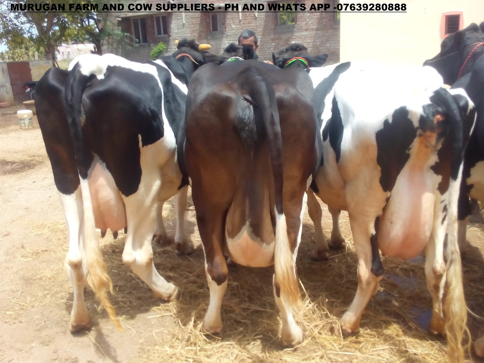 High Yielding HF Jersey Cows For Sale In Tamilnadu Kerala Andra Pradesh High Yielding HF high-yielding-hf-jersey-cows-for-sale-in-tamilnadu-kerala-andra-pradesh-high-yielding-hf