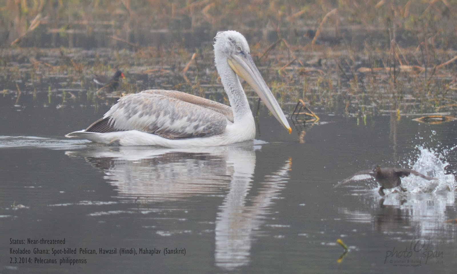 Spot-billed Pelican: Pelecanus philippensis | Photo Span
