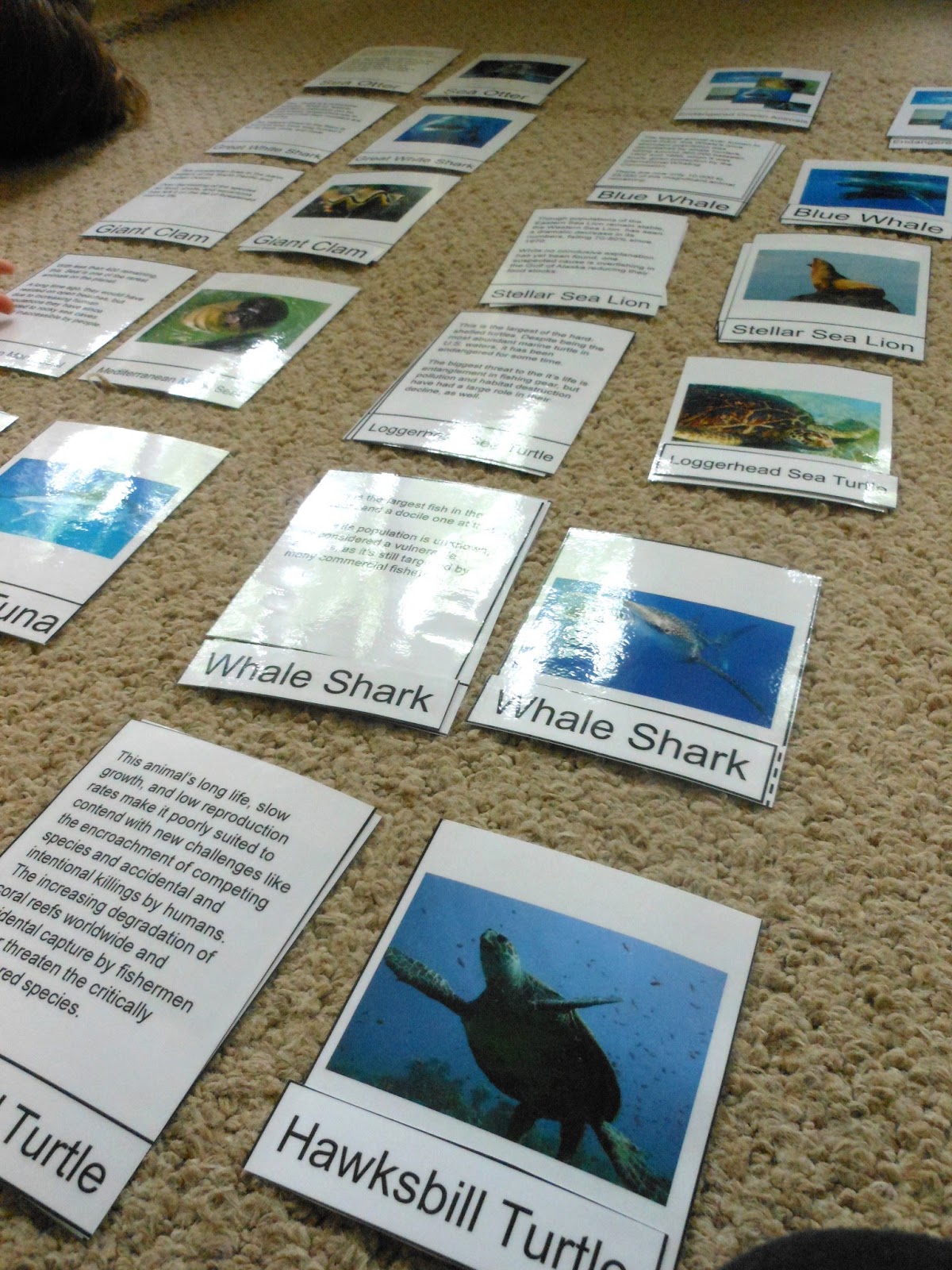 Endangered Ocean Animals Activities - Natural Beach Living