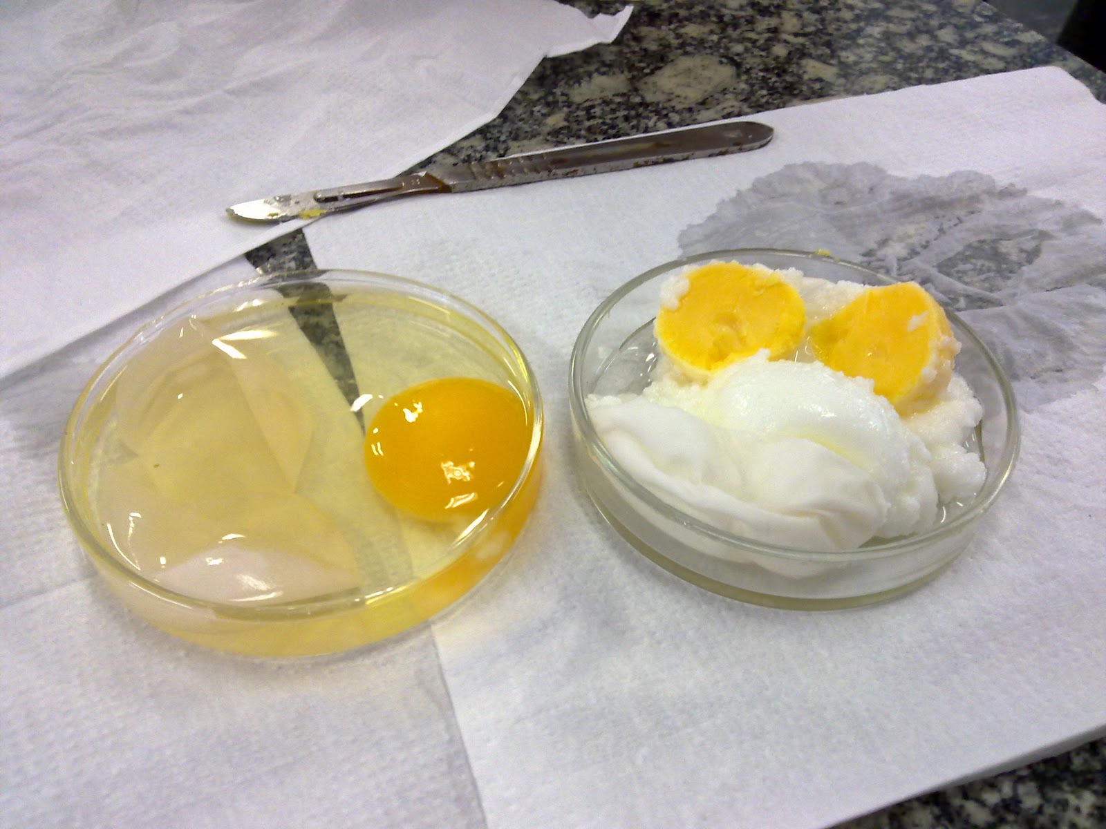 SooBin E Portfolio Egg Lab soobin-e-portfolio-egg-lab