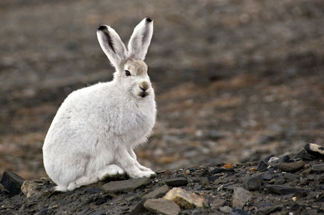 Arctic Hare | The Biggest Animals Kingdom