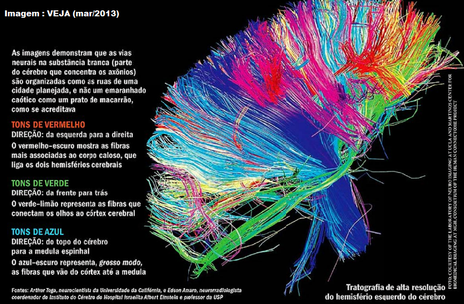 Ana Lucia Hennemann - Neuropsicopedagoga Clínica: Conectoma