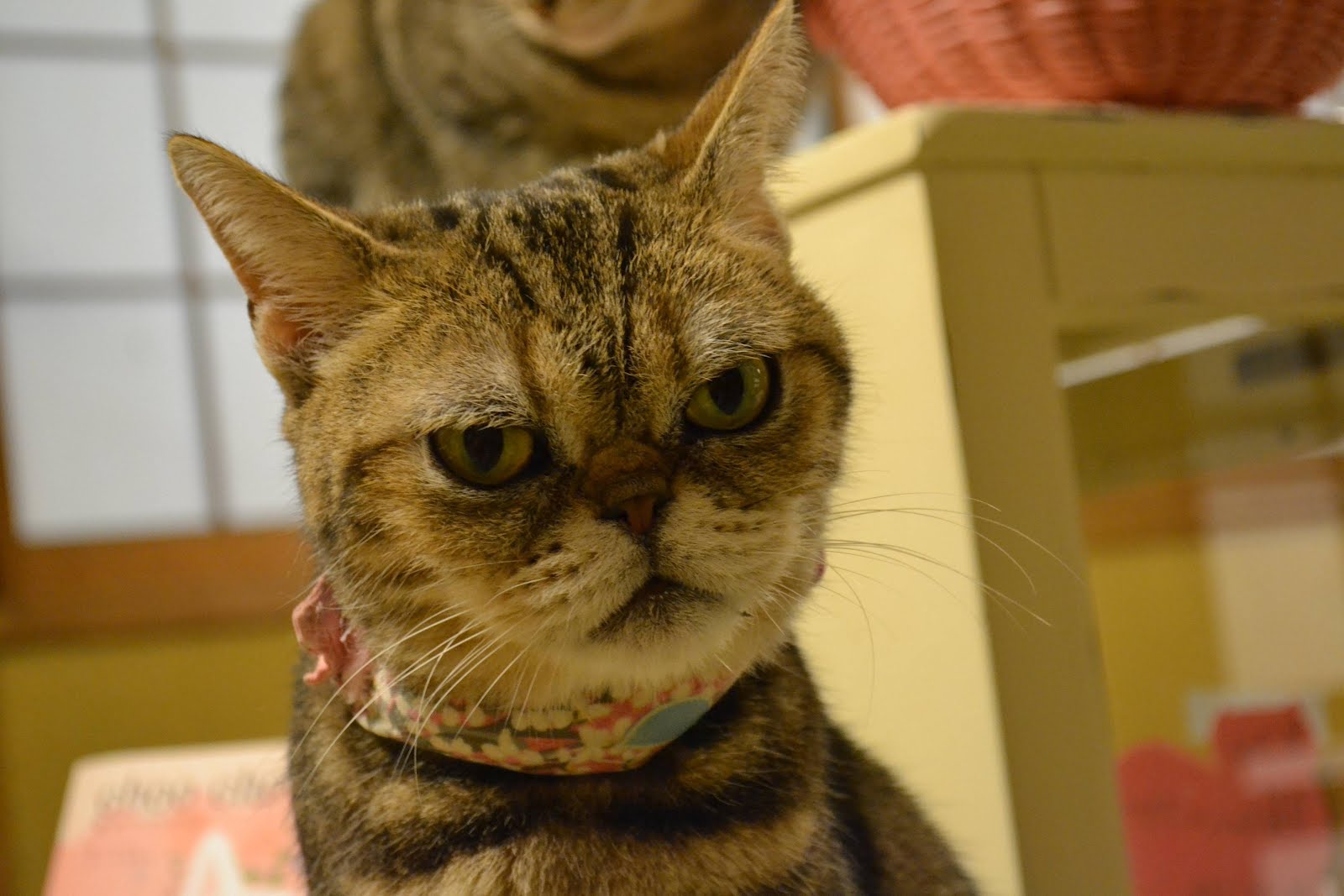 Funny Cats 36 Pics Amazing Creatures funny-cats-36-pics-amazing-creatures