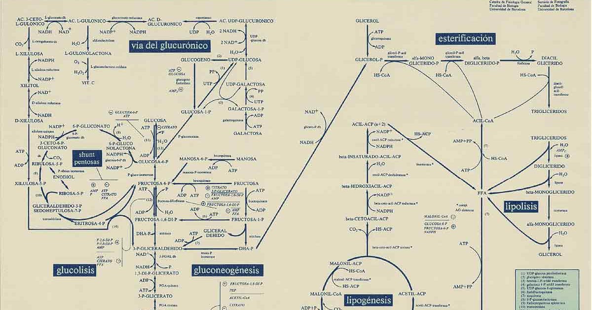 BIOQUIMICA: RUTAS METABOLICAS