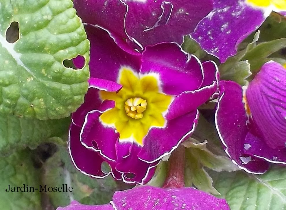 Mon Jardin en Moselle: Ces jolies primevères Mon Jardin en Moselle: Ces jolies primevères