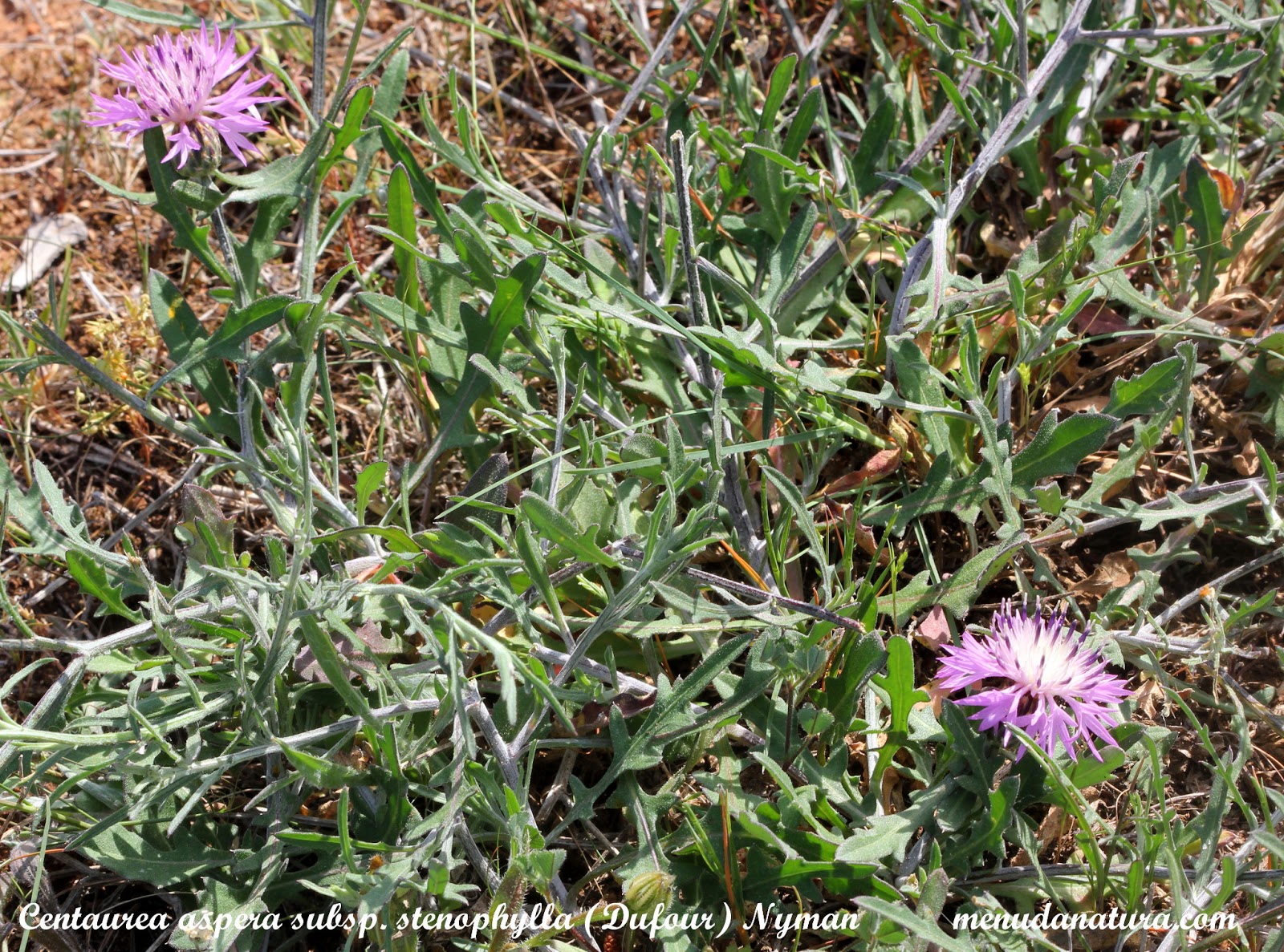Menuda Natura: Centaurea aspera subsp. stenophylla (Dufour) Nyman