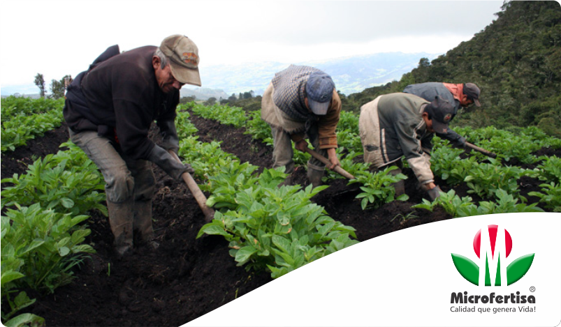 Microfertisa S.A: MF Soil ® en el cultivo de papa (Solanum tuberosum) variedad Parda pastusa