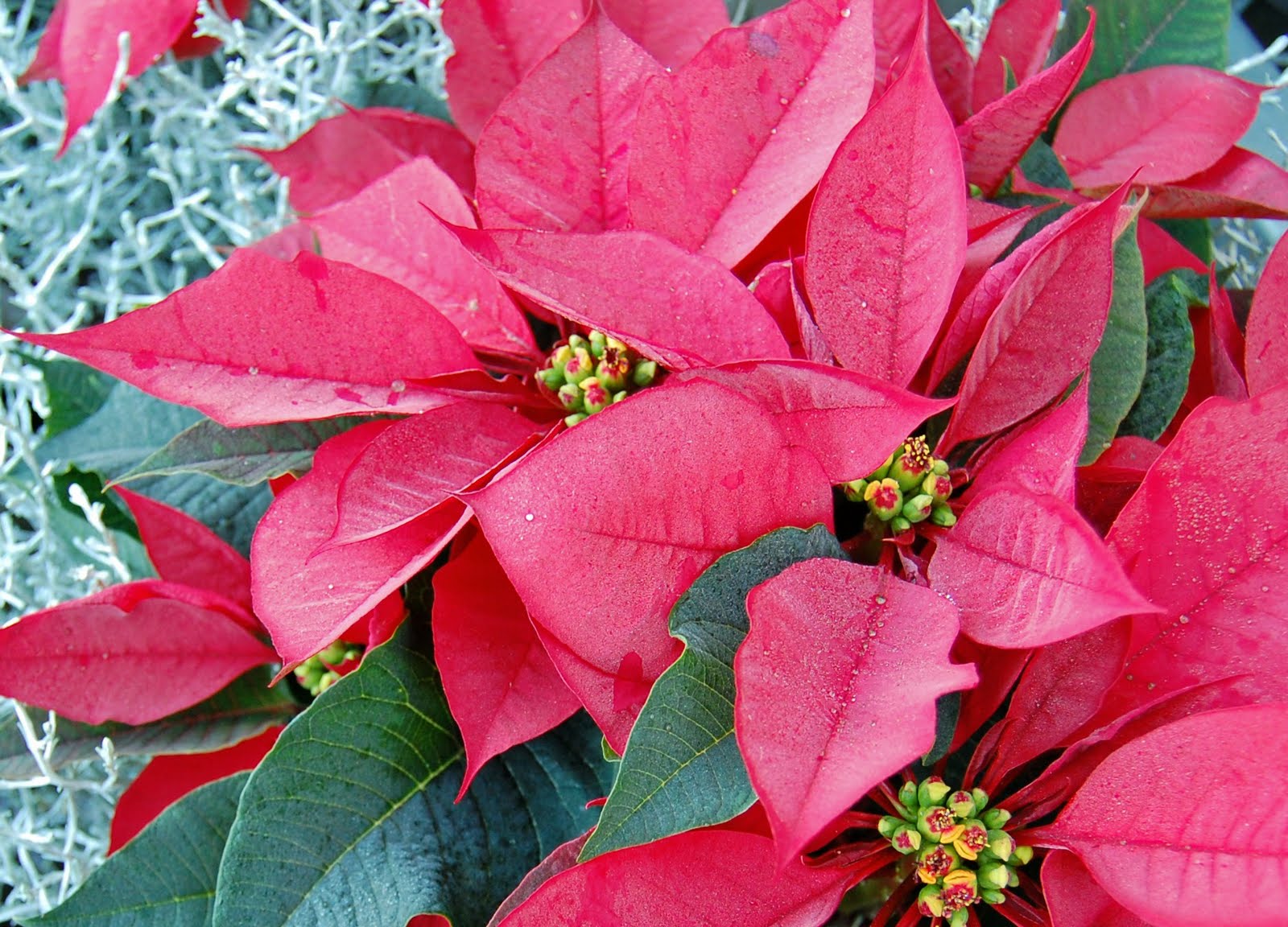 My Painted Garden: Legend of Christmas Poinsettia