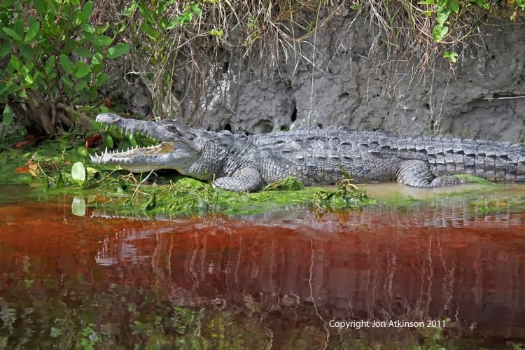 Florida Everglades Ecosystem: Ecosystem Description Florida Everglades Ecosystem: Ecosystem Description