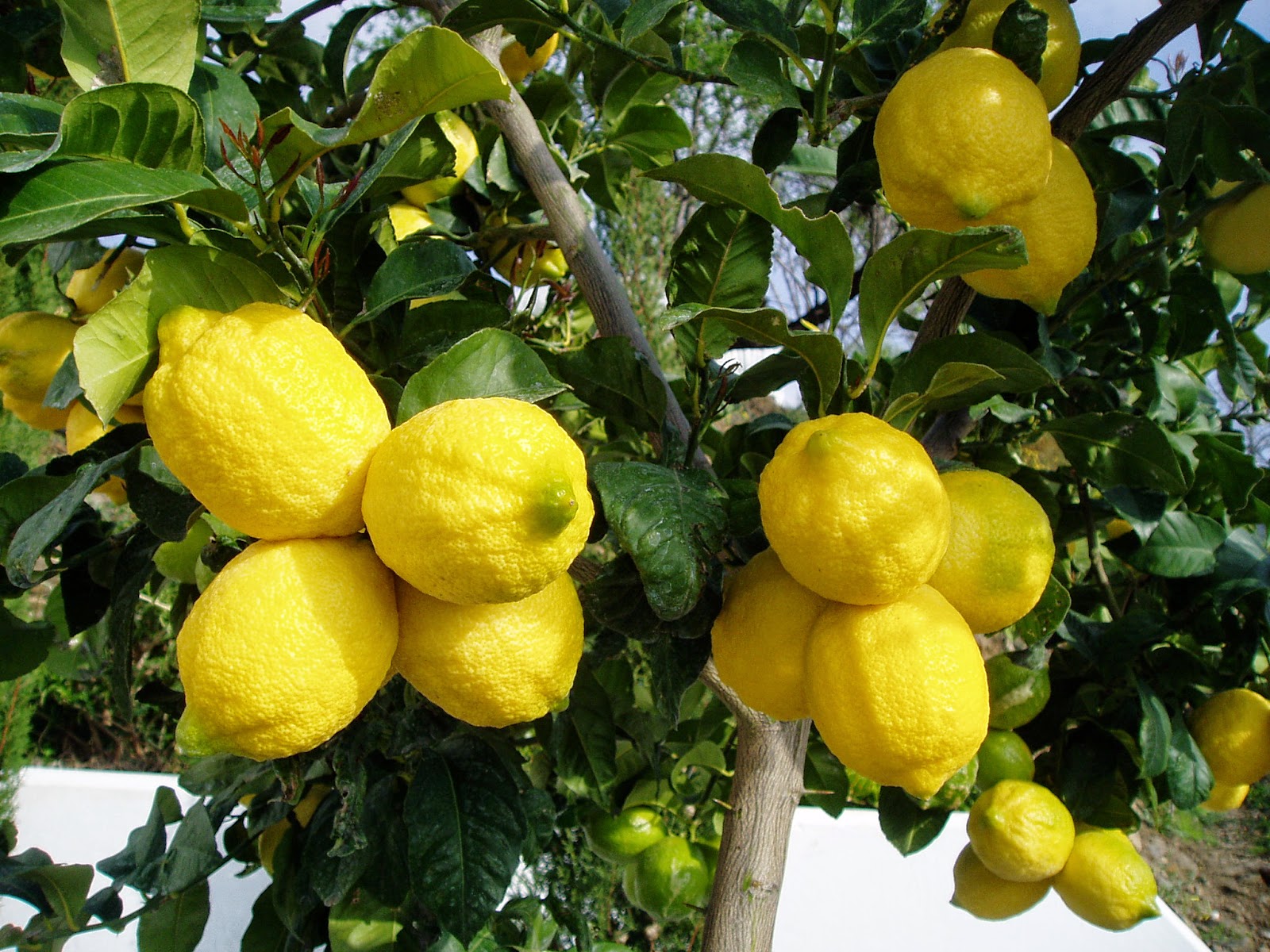 Amazing Health Benefits of Lemon For Diet and Beauty - VegetaFruit Amazing Health Benefits of Lemon For Diet and Beauty - VegetaFruit