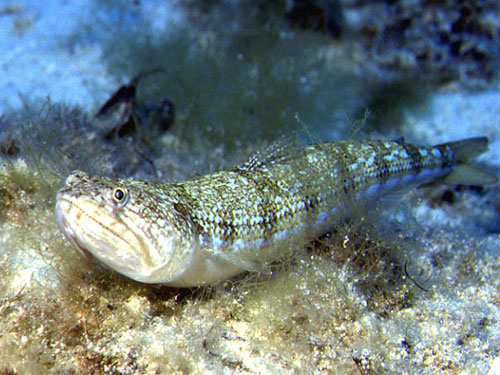 Lizardfish Aquatic Animals lizardfish-aquatic-animals