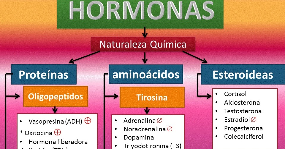 Fisiología humana: Mapa conceptual sobre "Hormonas"